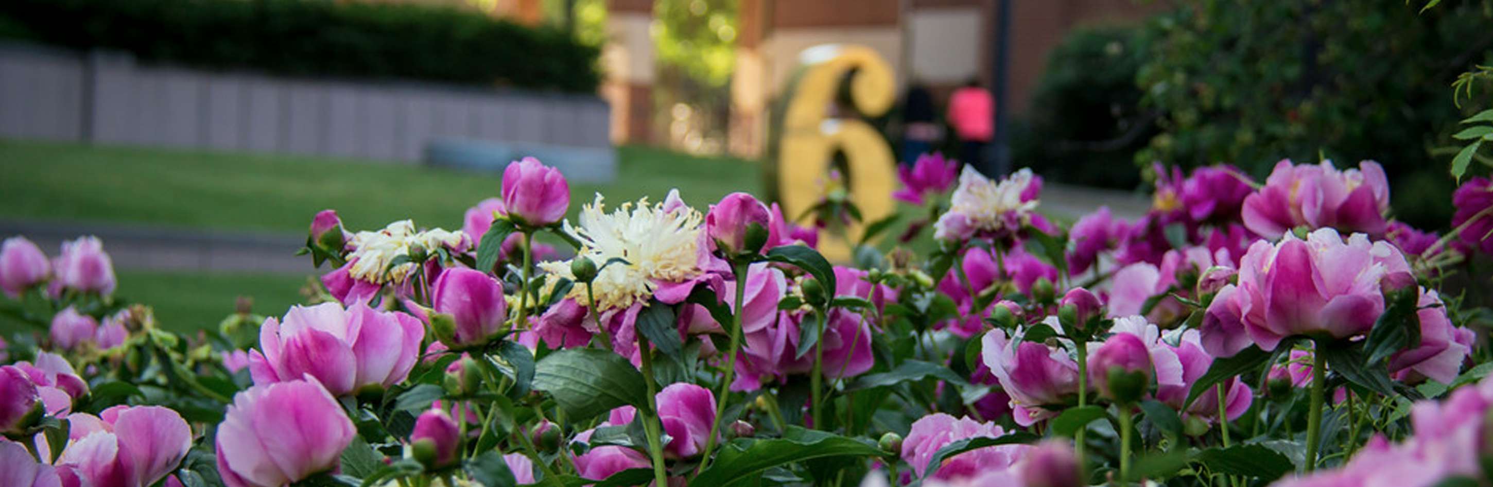 Green Buckeye | Facilities Operations and Development